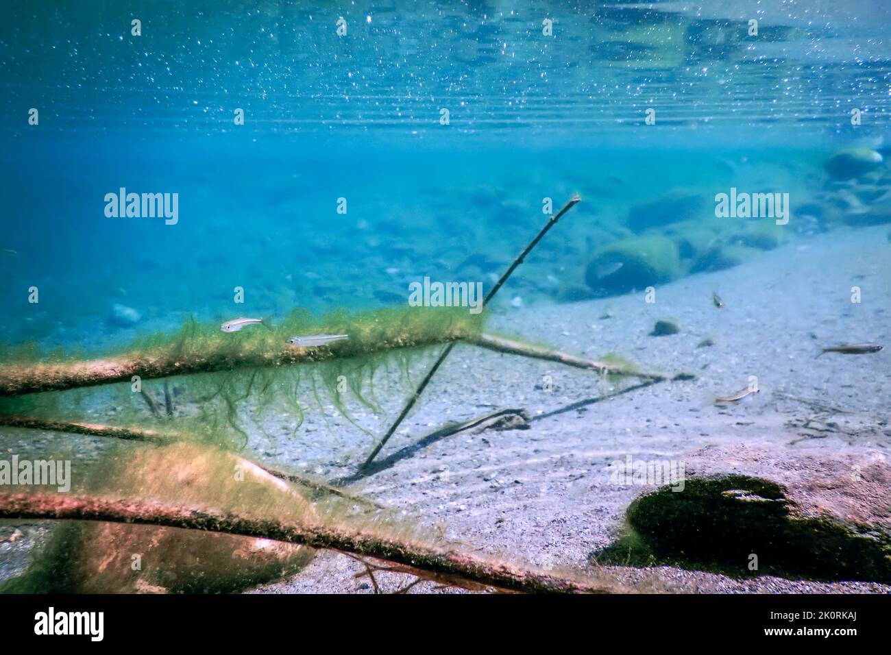 Freshwater Flora, Underwater Freshwater Landscape, Underwater Flora ...