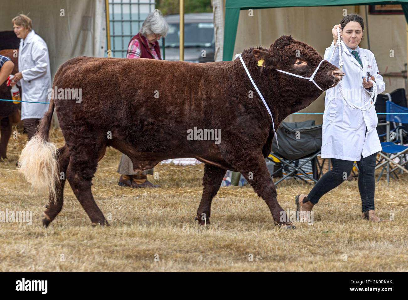 South Devon bull, competition, Dorset County Show 2022, Dorset,UK Stock ...