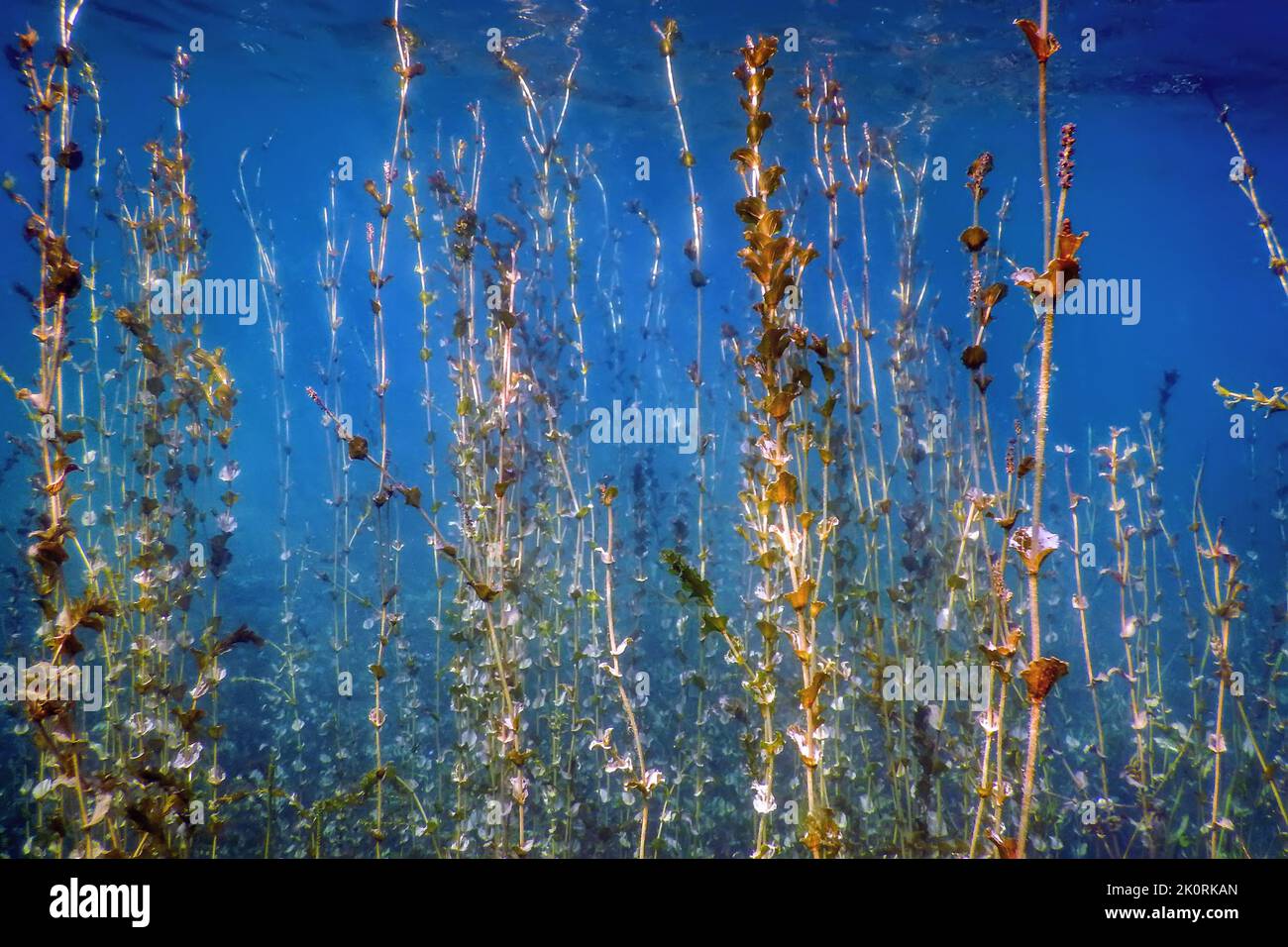 Freshwater Flora, Underwater Freshwater Landscape, Underwater Flora ...