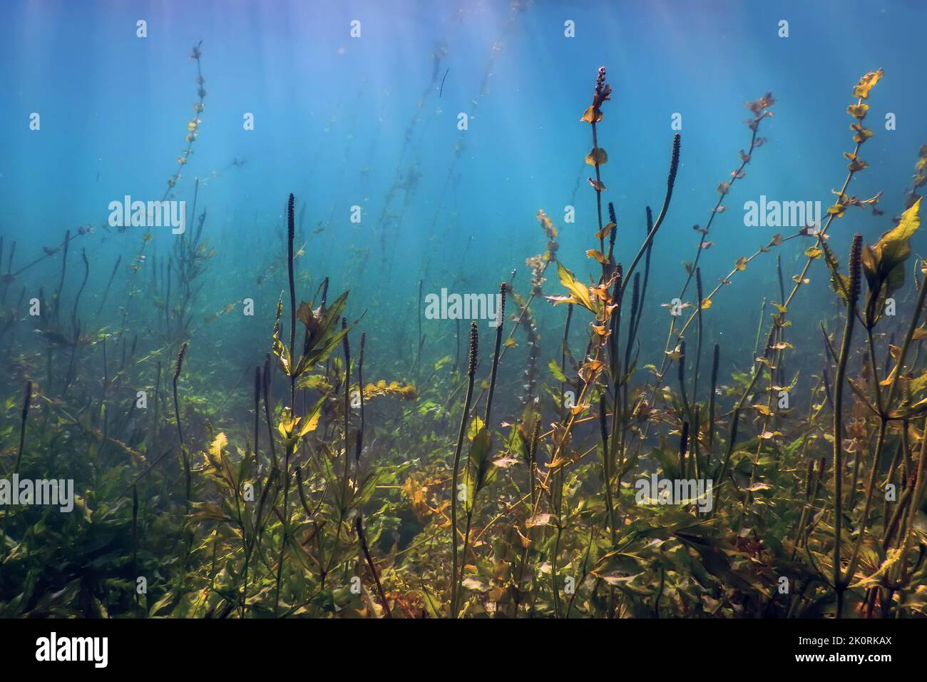 Freshwater Flora, Underwater Freshwater Landscape, Underwater Flora ...
