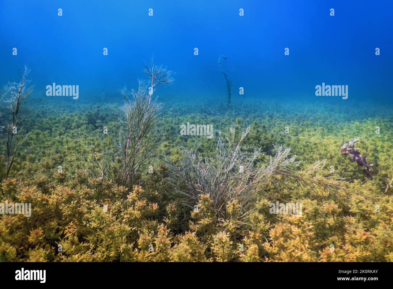 Freshwater Flora, Underwater Freshwater Landscape, Underwater Flora ...