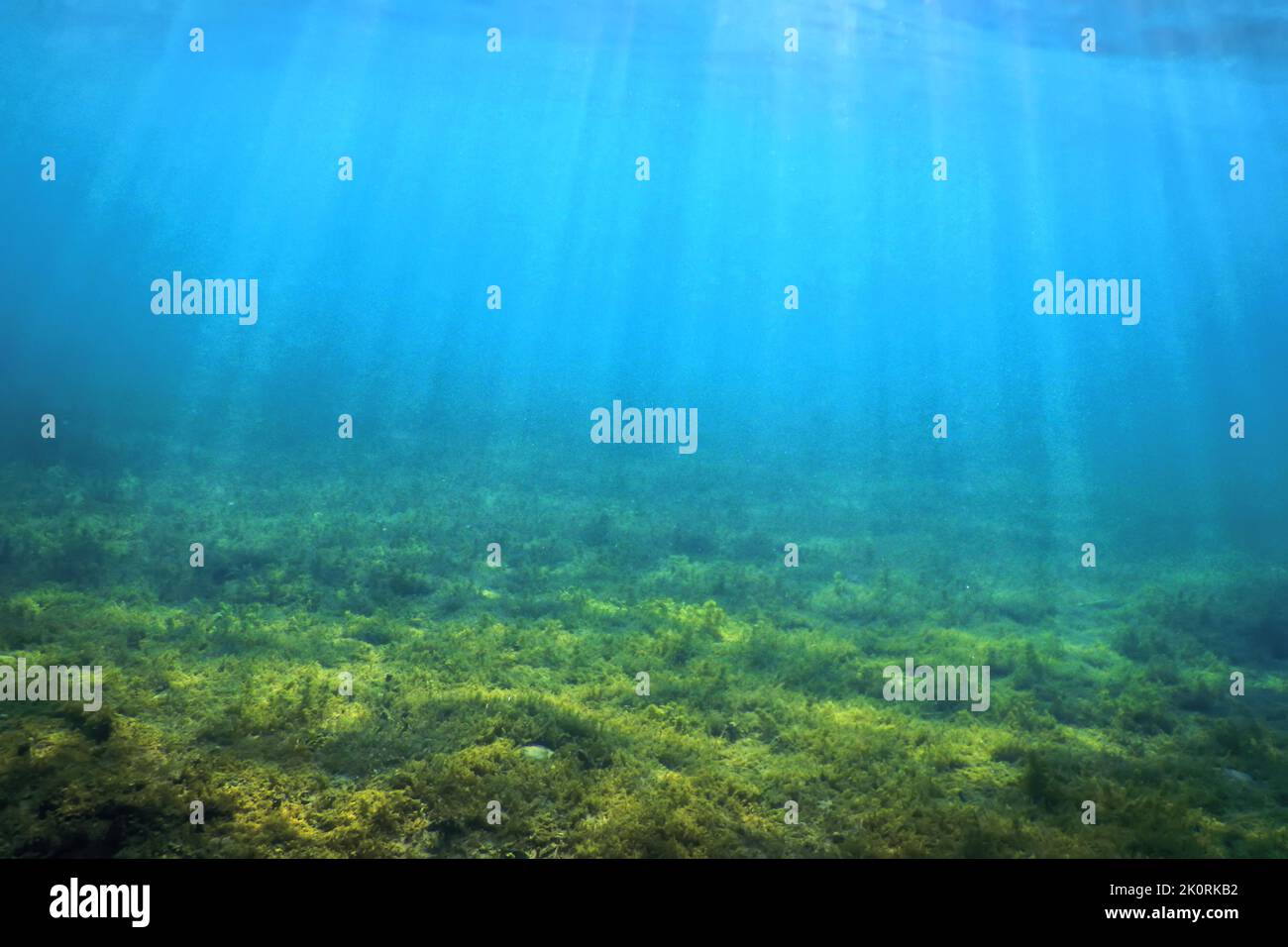 Freshwater Flora, Underwater Freshwater Landscape, Underwater Flora ...