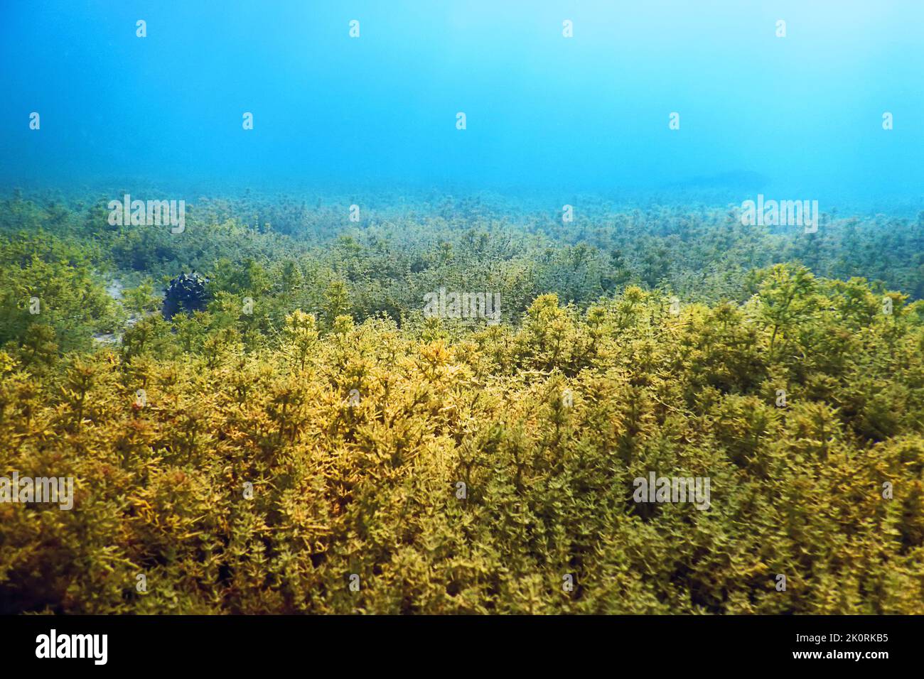 Freshwater Flora, Underwater Freshwater Landscape, Underwater Flora ...