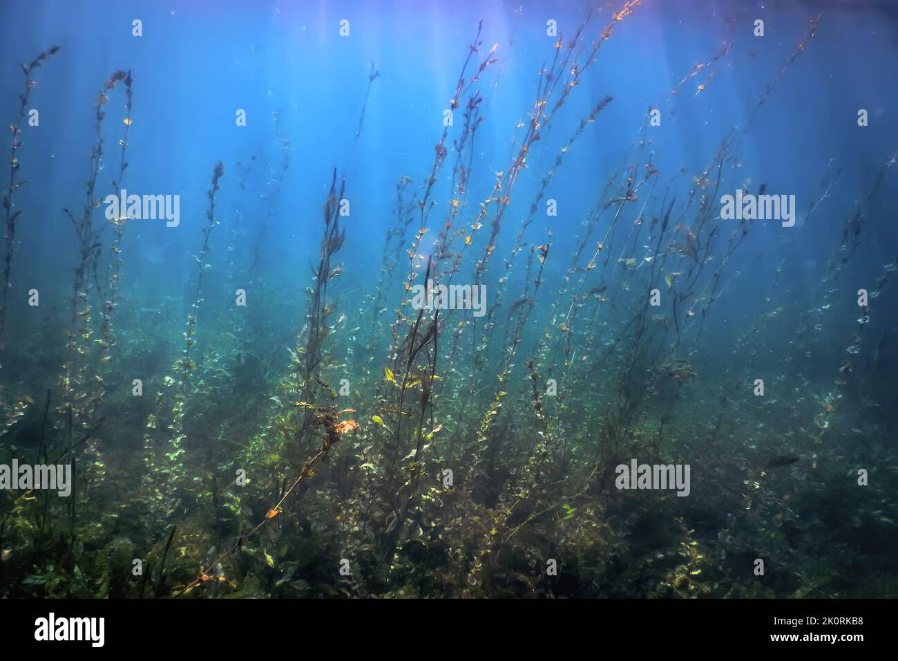 Freshwater Flora, Underwater Freshwater Landscape, Underwater Flora ...