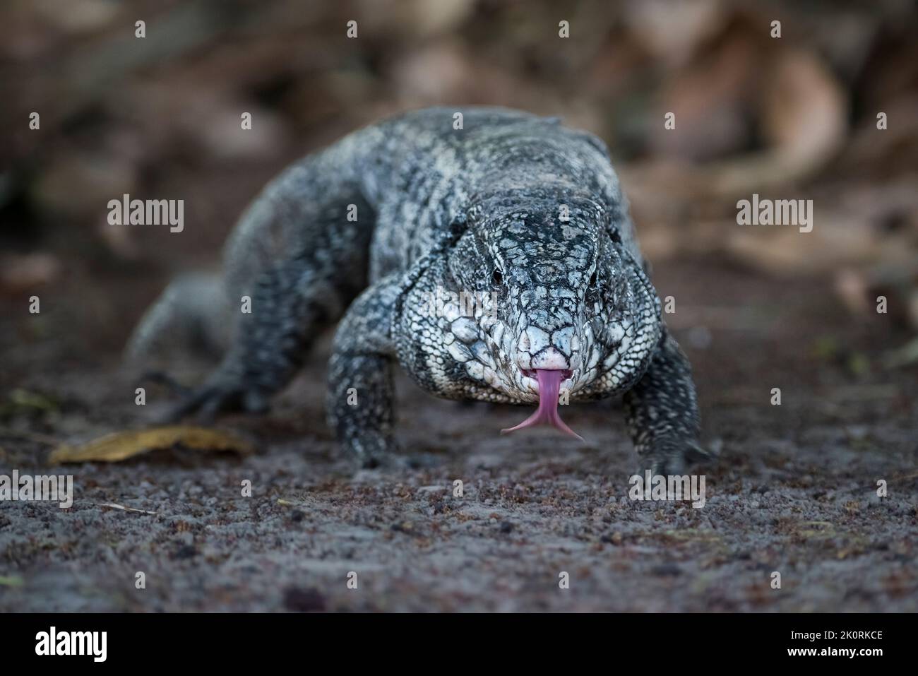 Argentine black and white tegu lizard Stock Photo - Alamy