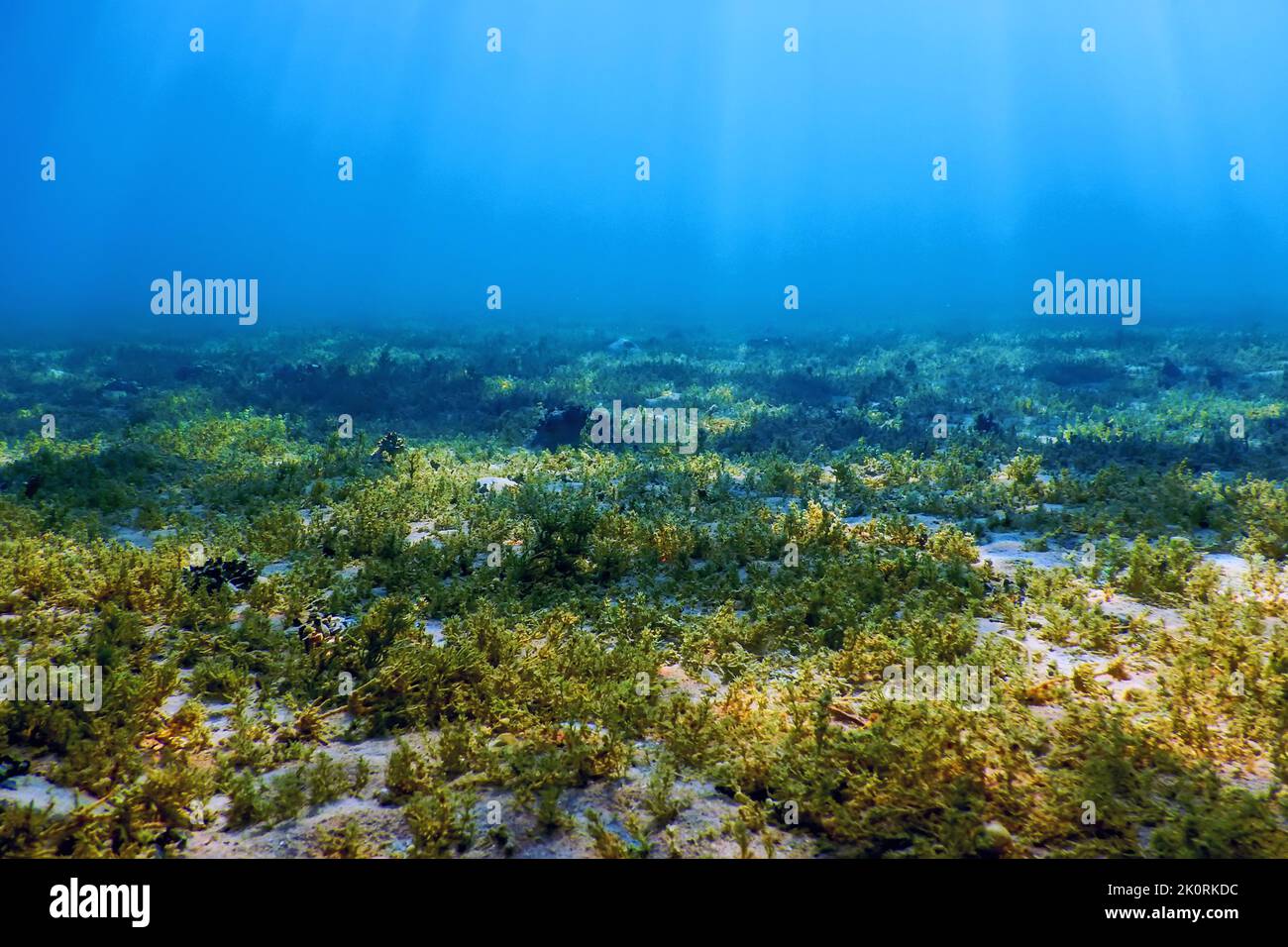 Freshwater Flora, Underwater Freshwater Landscape, Underwater Flora ...