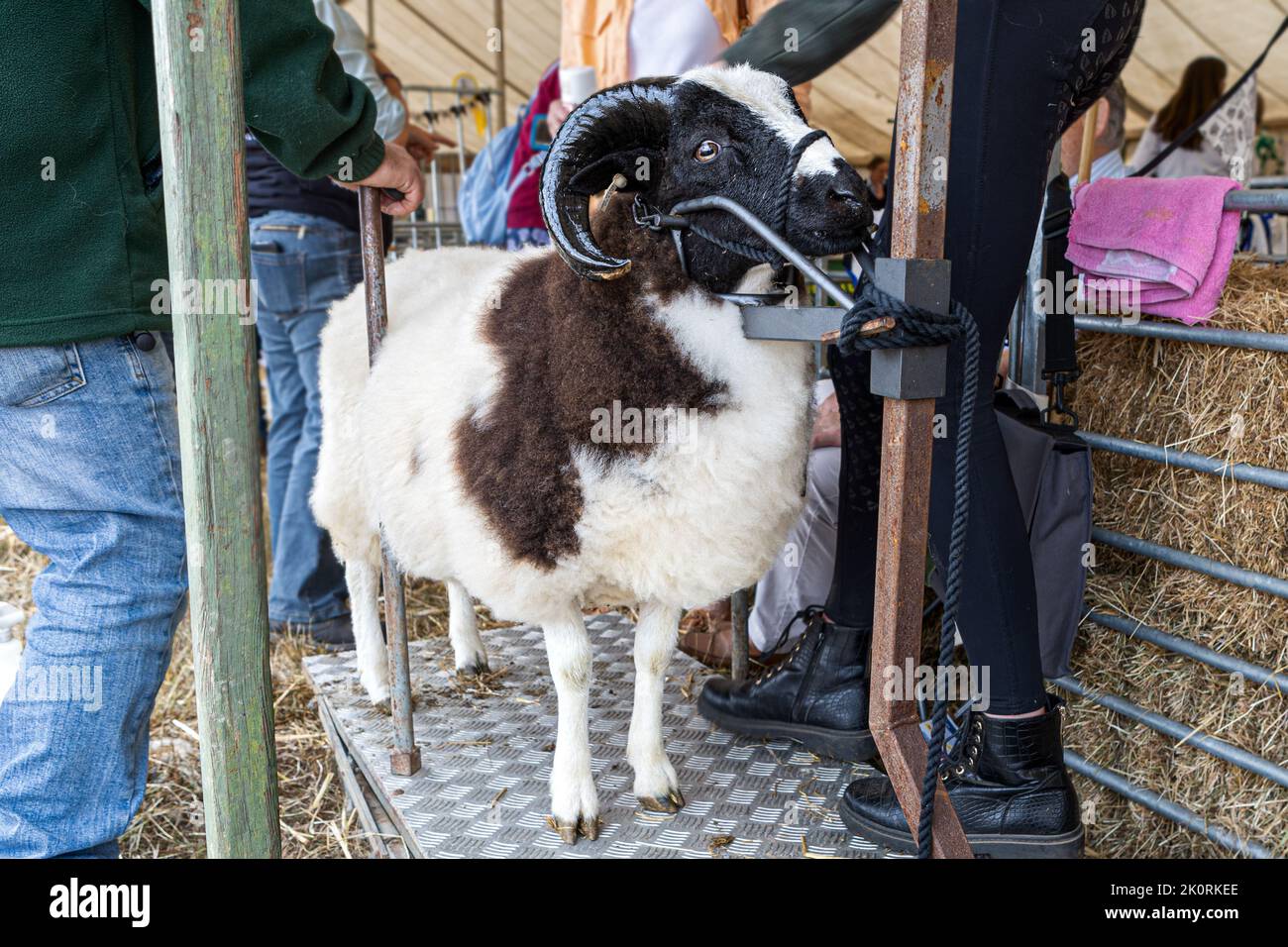 Two horn pedigree Jacob sheep ram. Rare brown and white piebald sheep ...