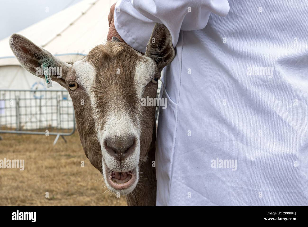 British Toggenburg goat, competition, Dorset County Show 2022, Dorset ...