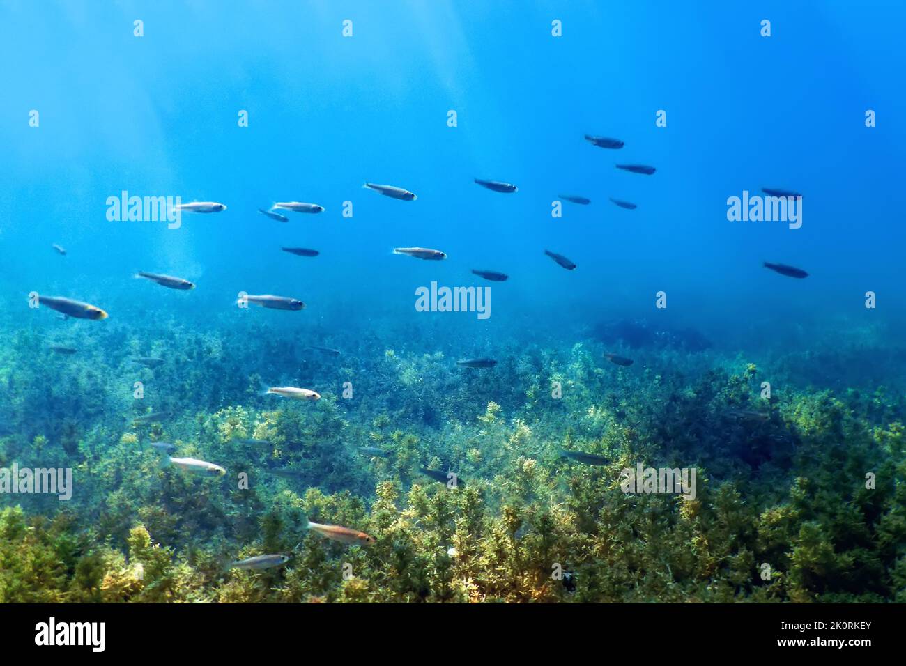 Freshwater fish swimming in the clear water, Underwater Wildlife ...