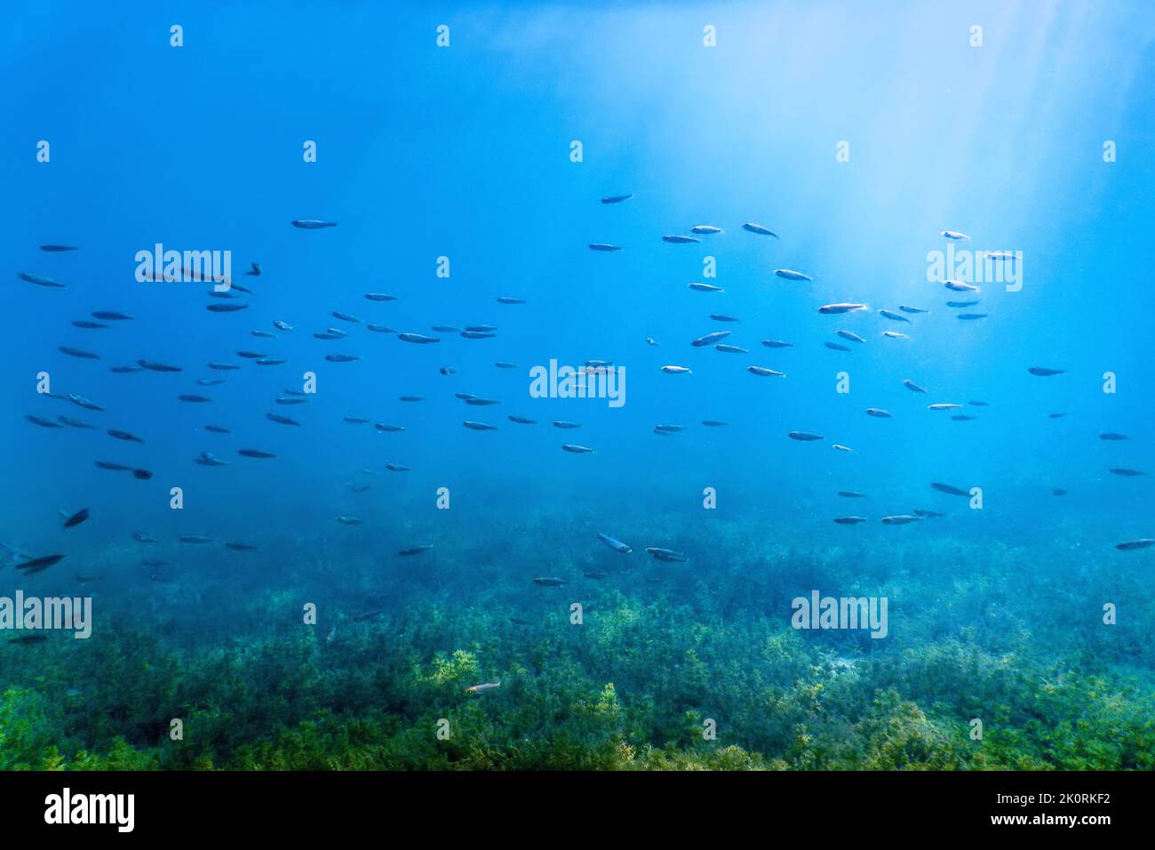Freshwater fish swimming in the clear water, Underwater Wildlife ...