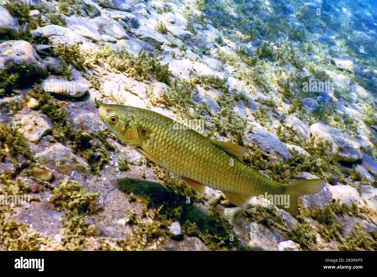 Roach fish in natural habitat, Freshwater fish underwater Stock Photo ...