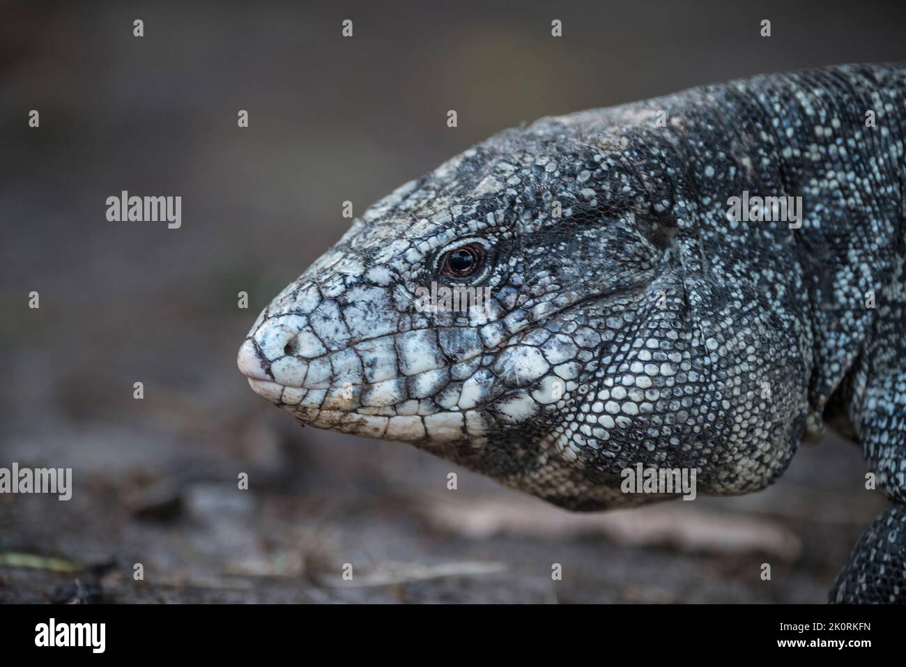 Argentine black and white tegu lizard Stock Photo - Alamy