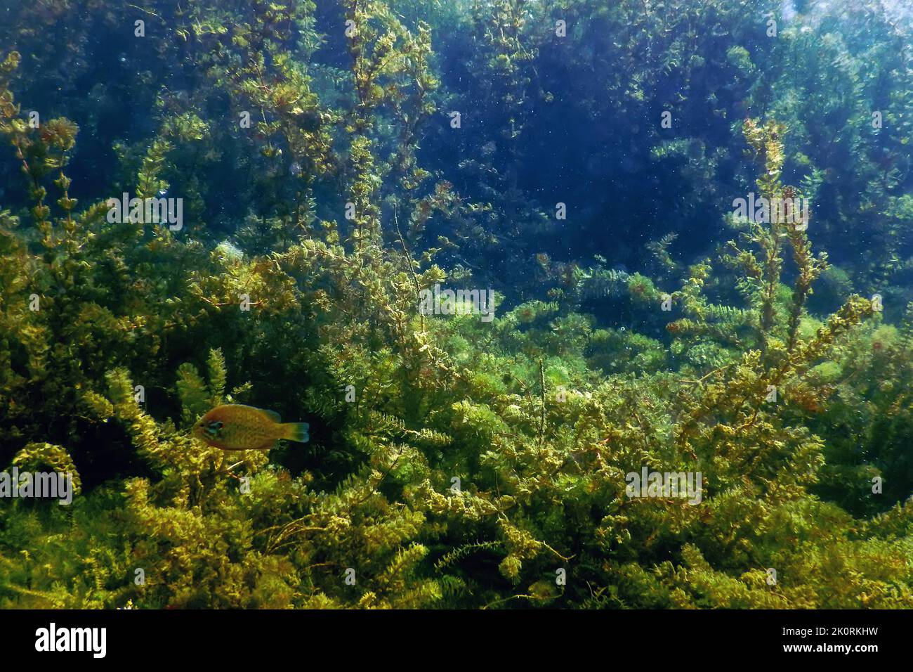 Freshwater Flora, Underwater Freshwater Landscape, Underwater Flora ...