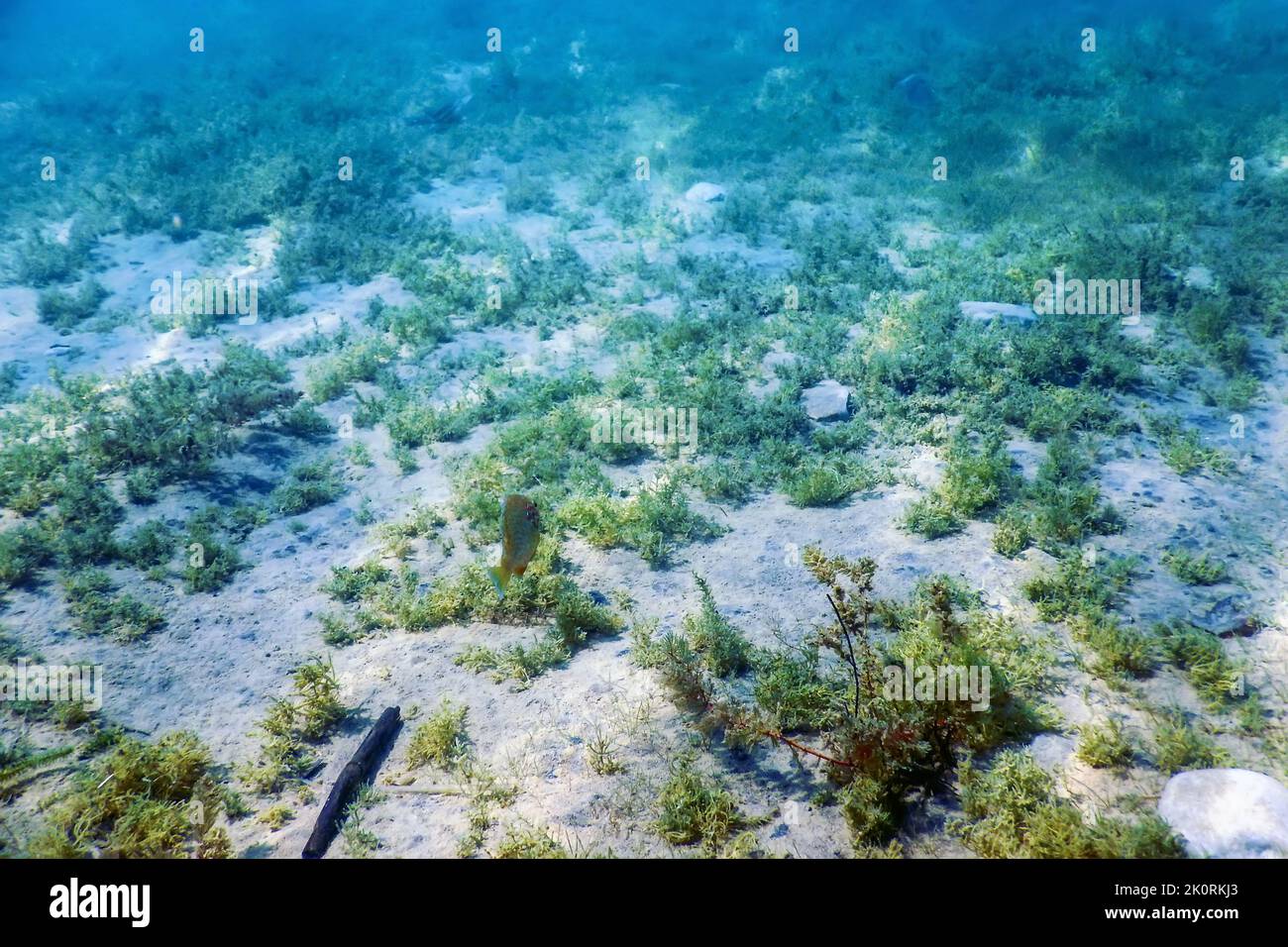 Freshwater Flora, Underwater Freshwater Landscape, Underwater Flora ...