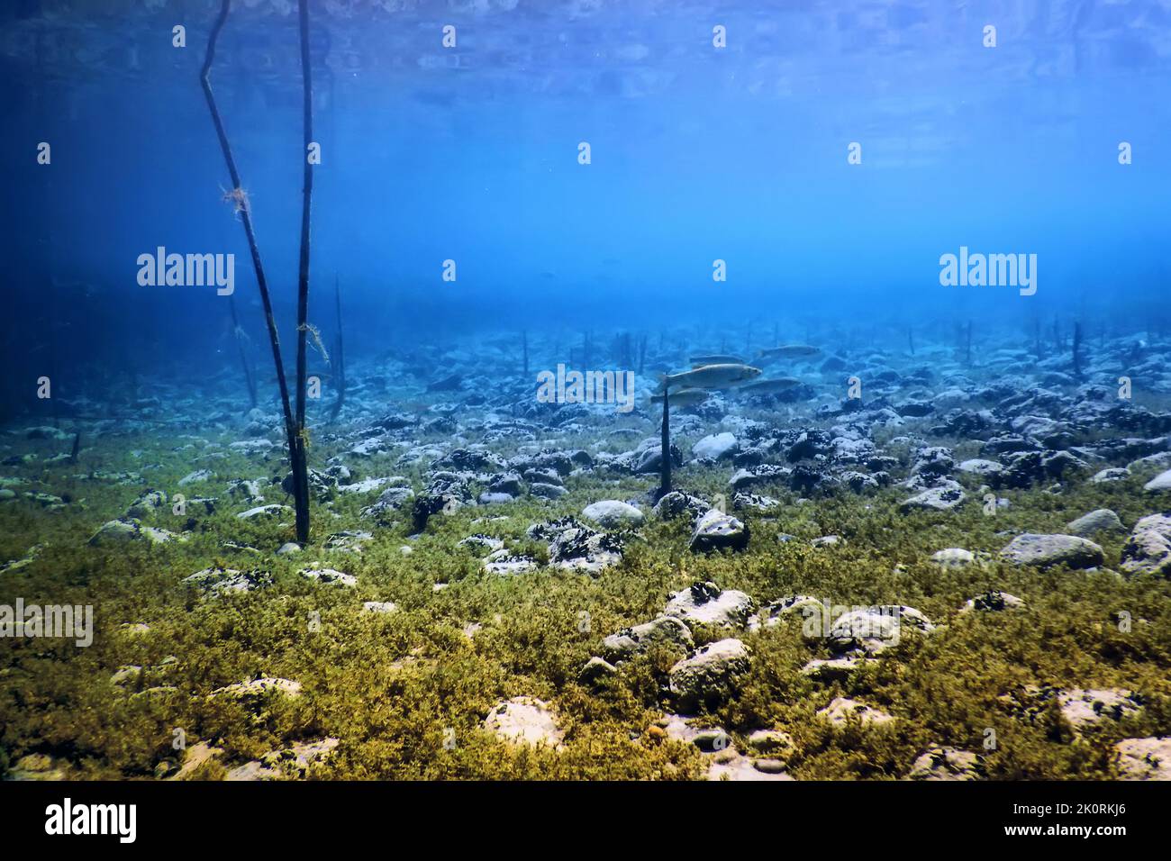 Freshwater Flora, Underwater Freshwater Landscape, Underwater Flora ...