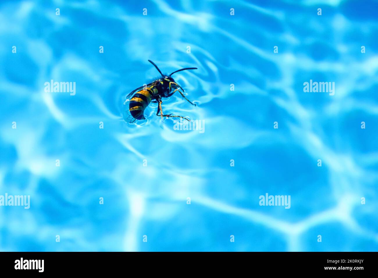 Wasp on the water surface, swimming pool Stock Photo - Alamy