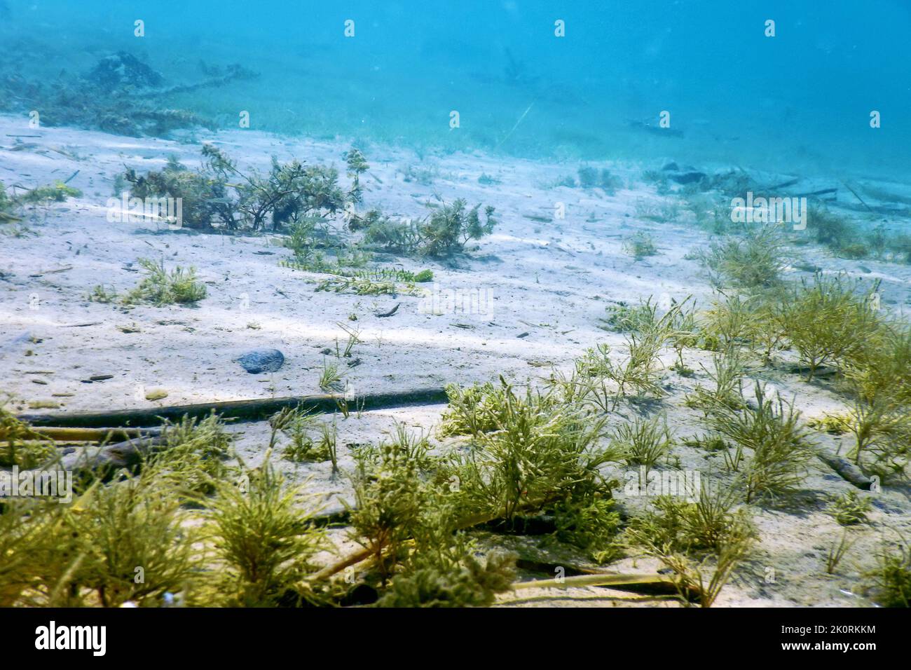 Freshwater Flora, Underwater Freshwater Landscape, Underwater Flora ...