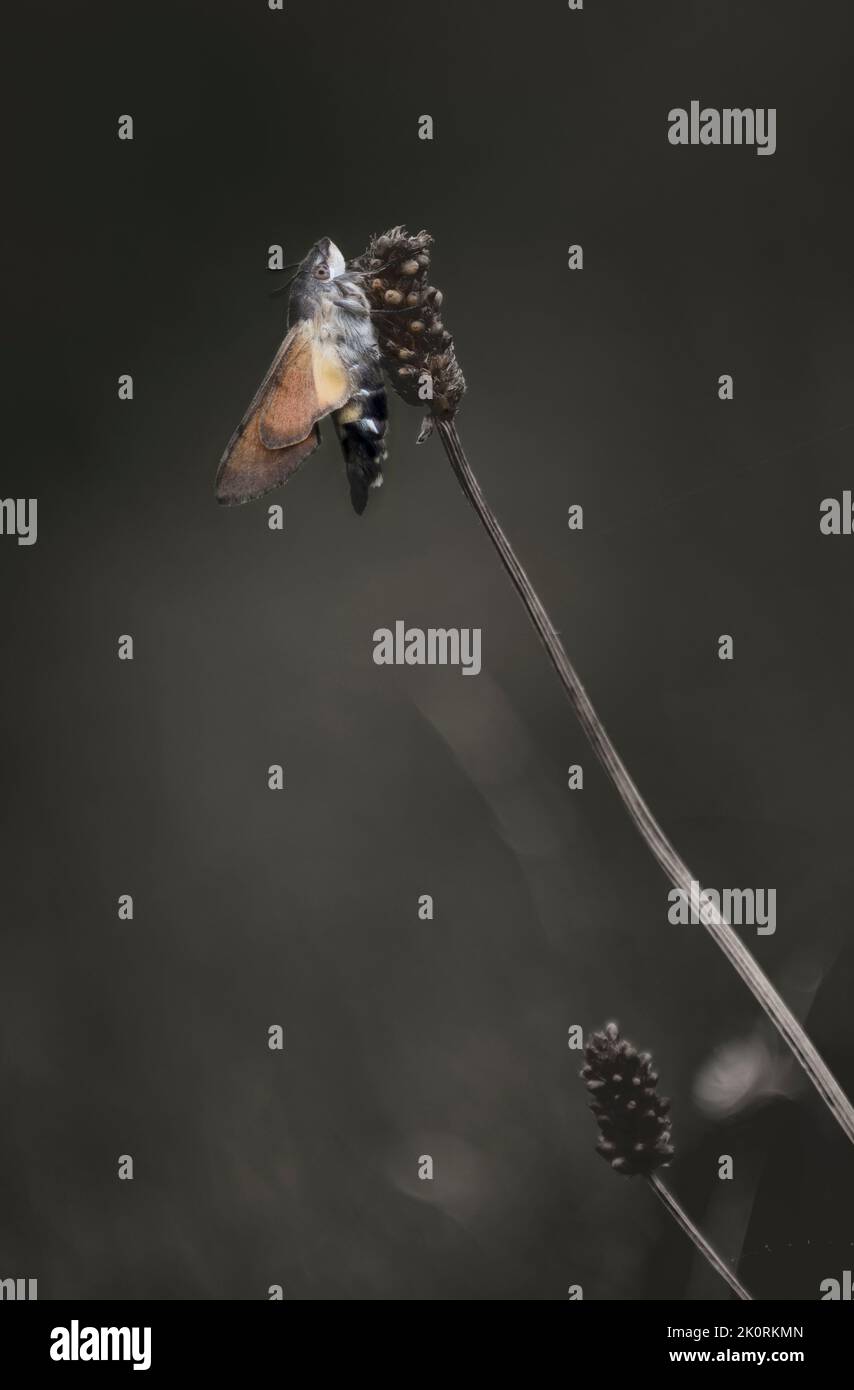 Hummingbird hawk-moth hanging onto a plant Stock Photo - Alamy