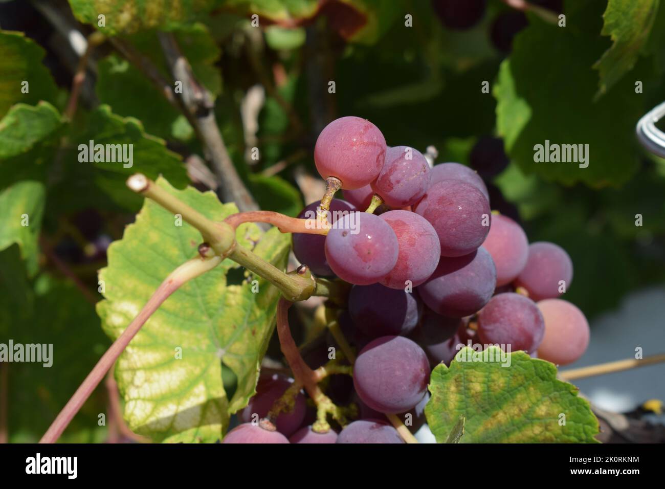 Ripe rd grapes hi-res stock photography and images - Alamy