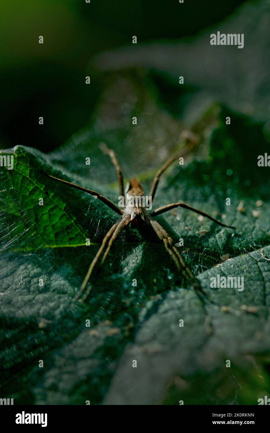 Large spider on a leaf hi-res stock photography and images - Alamy