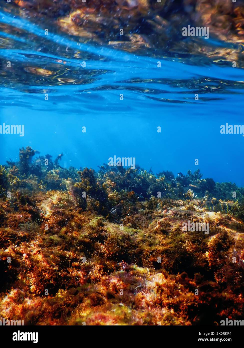 Seaweed Underwater, Seaweed Shallow Water near surface Stock Photo - Alamy