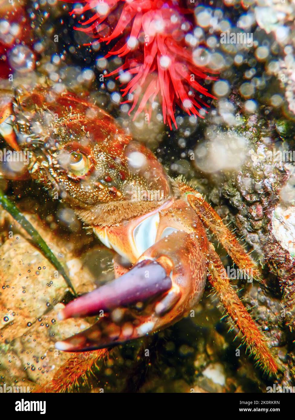 Exploring shallow water reef close hi-res stock photography and images ...
