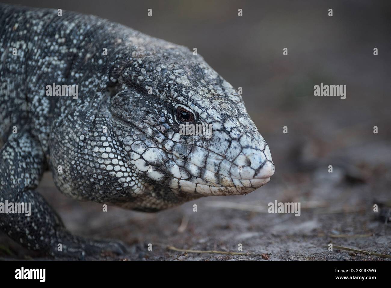 Argentine black and white tegu lizard Stock Photo - Alamy