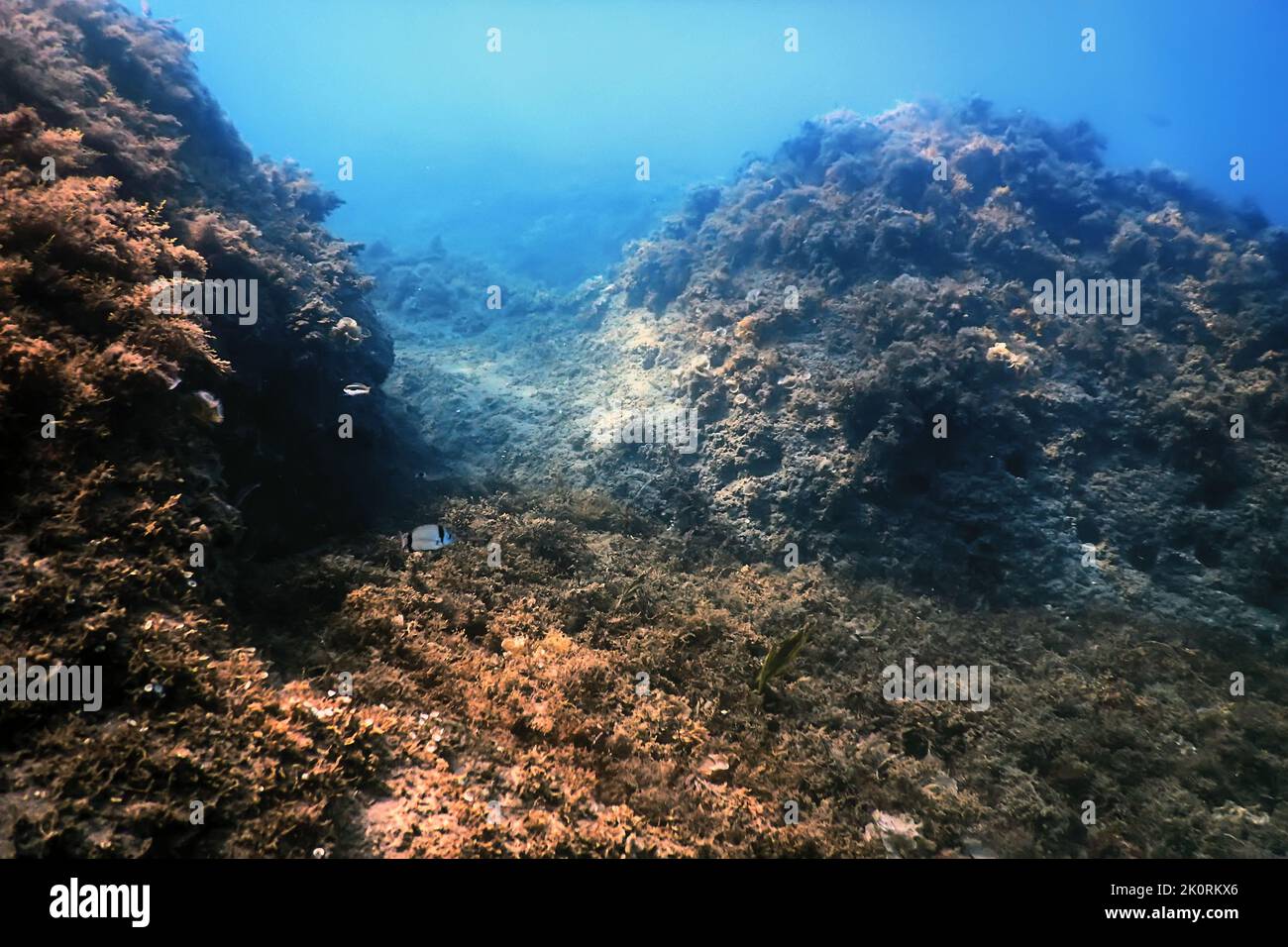 Underwater Scene, fish Underwater Life, Marine Life Stock Photo - Alamy