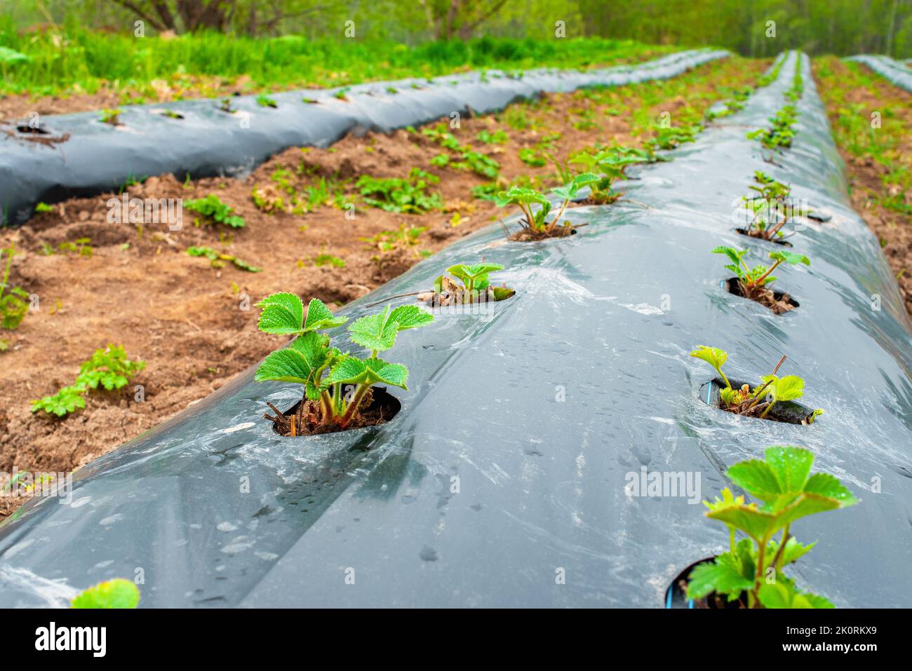 Rows of strawberry on ground covered by plastic mulch film in ...