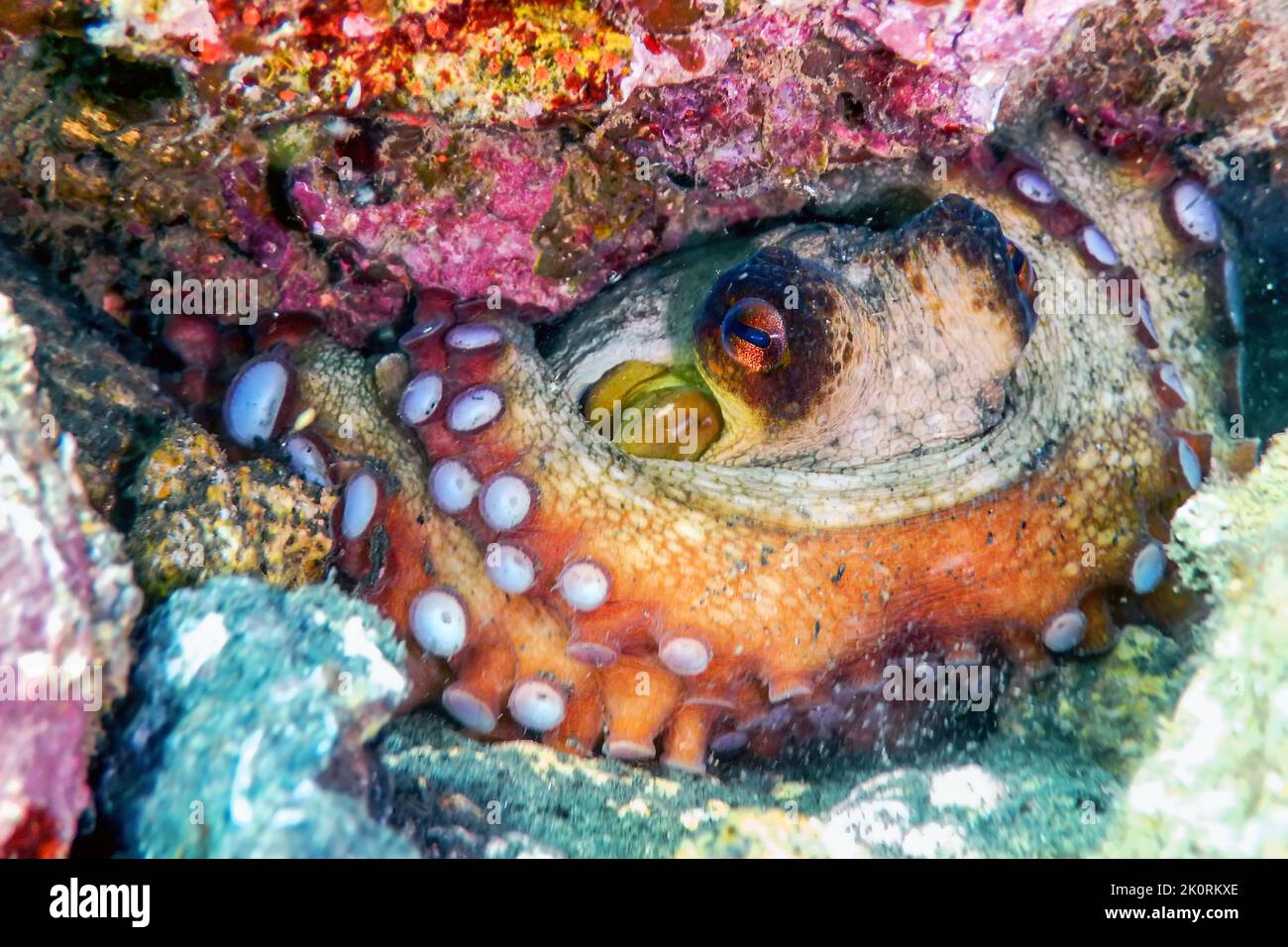 Hiding octopus on reef, underwater marine life Stock Photo - Alamy