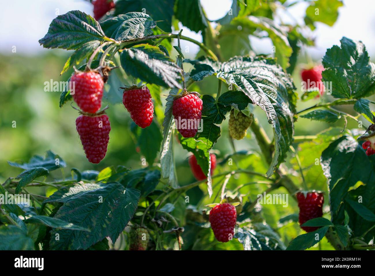 Berry processing hi-res stock photography and images - Alamy