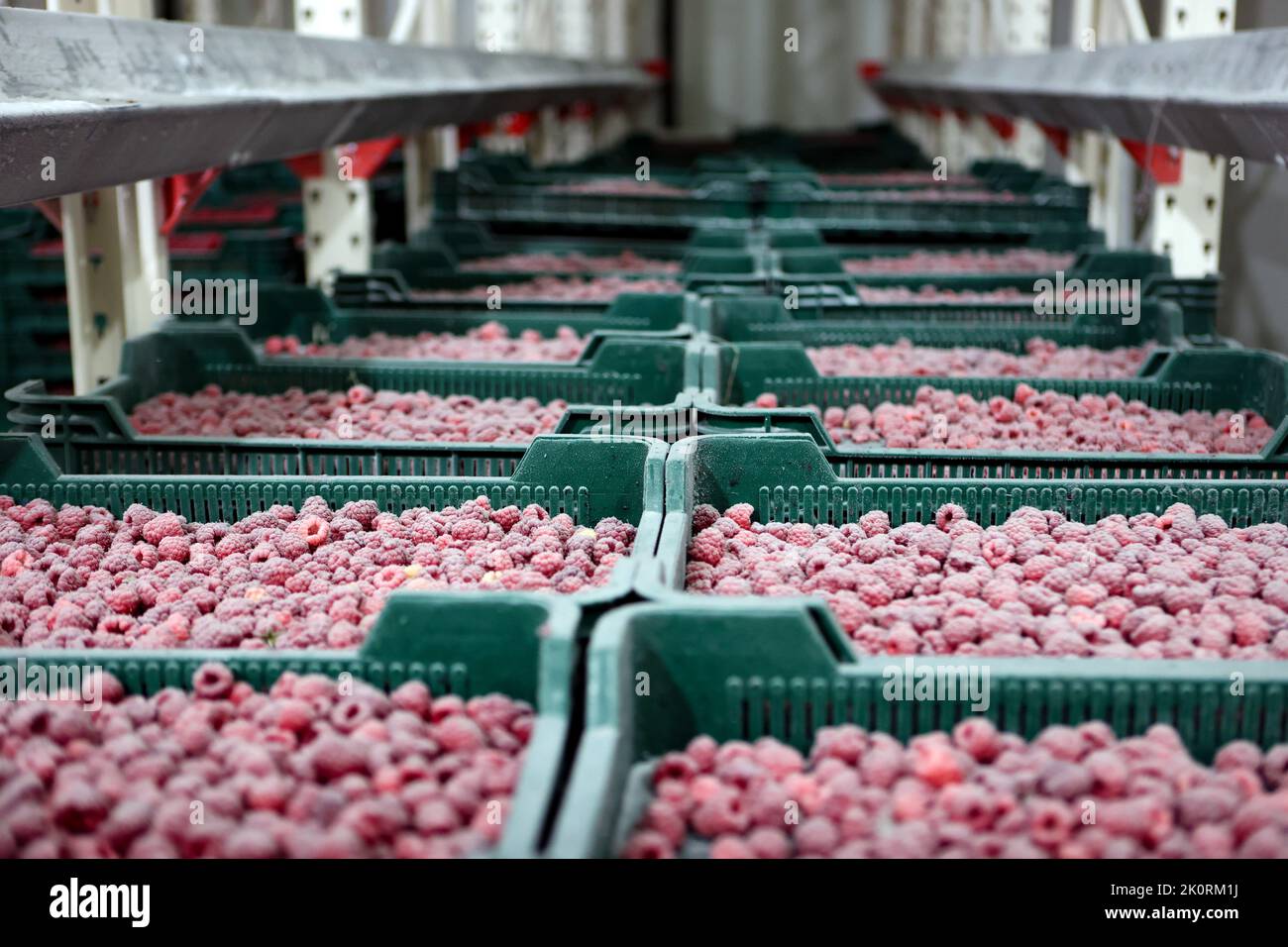 TYSHKIVTSI, UKRAINE - SEPTEMBER 8, 2022 - The crates with frozen ...