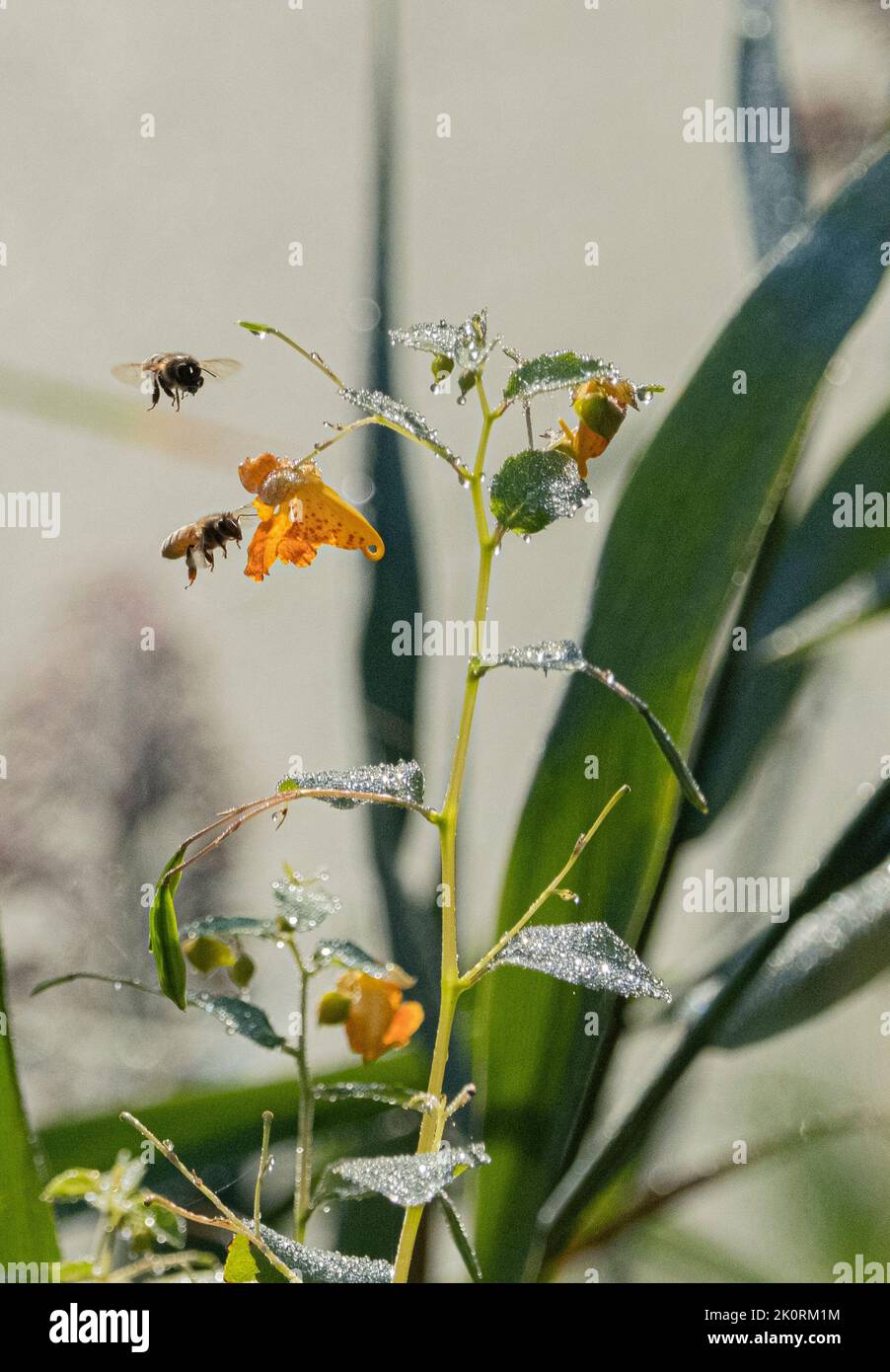 A vertical shot of Dancing-lady Orchid flower with bees flying near in ...