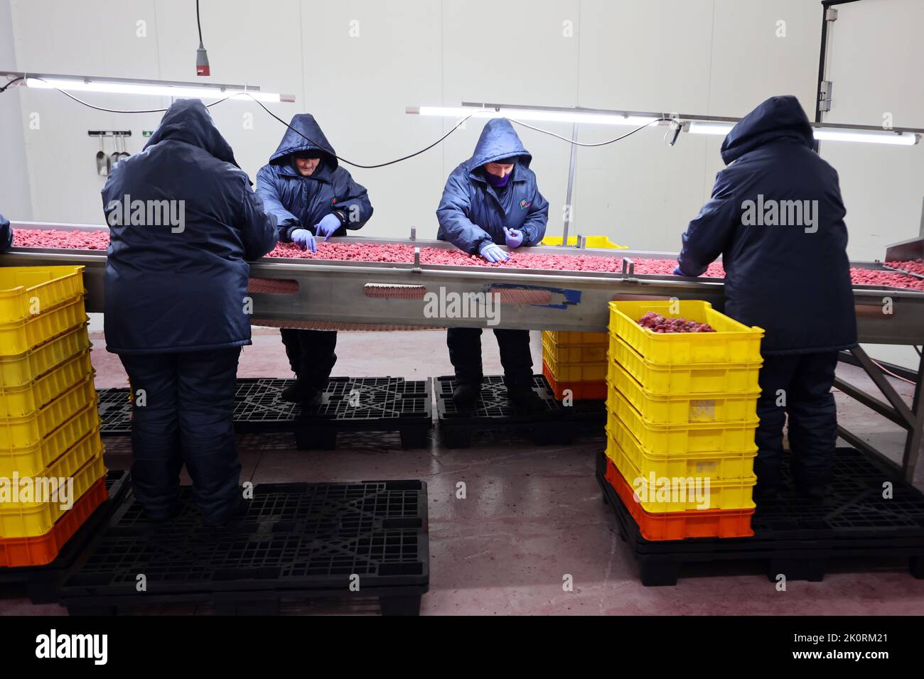 TYSHKIVTSI, UKRAINE - SEPTEMBER 8, 2022 - Employees are seen at work at ...