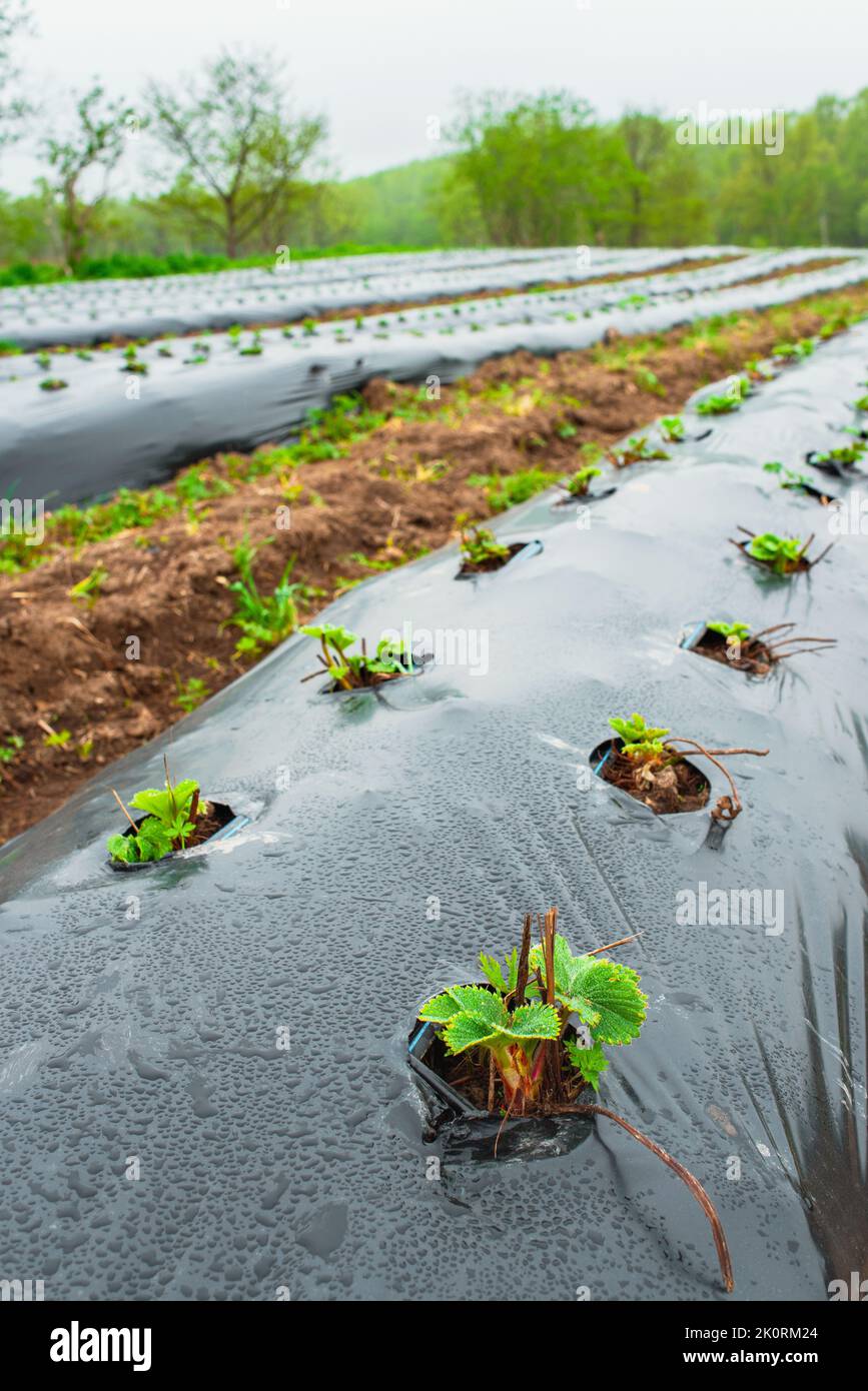 Rows of strawbery on ground covered by plastic mulch film in ...