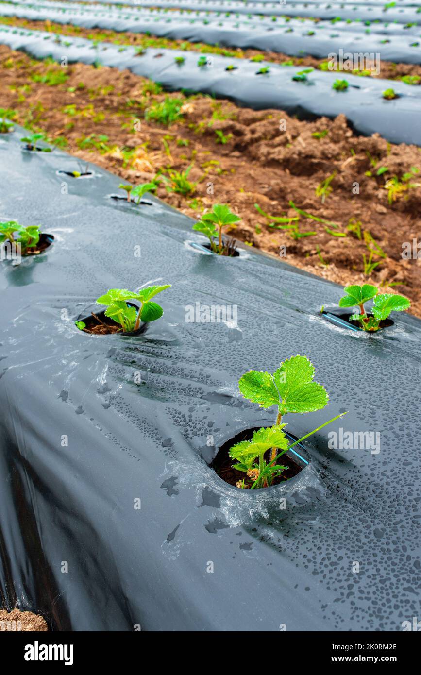 Rows of strawberry on ground covered by plastic mulch film in ...