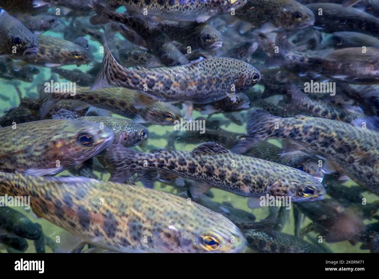 River Trout swim underwater, Trout underwater scene, Trout farm Stock ...