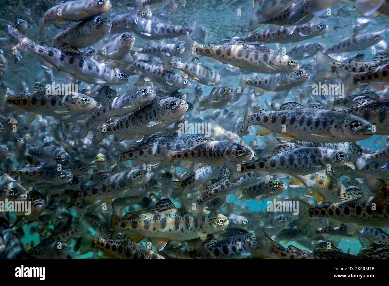 River Trout swim underwater, Trout underwater scene, Trout farm Stock ...
