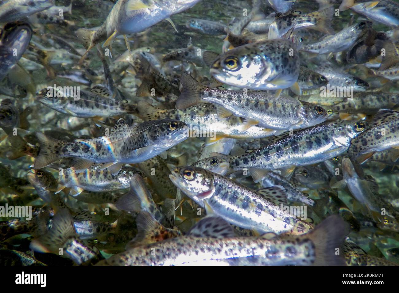 River Trout swim underwater, Trout underwater scene, Trout farm Stock ...