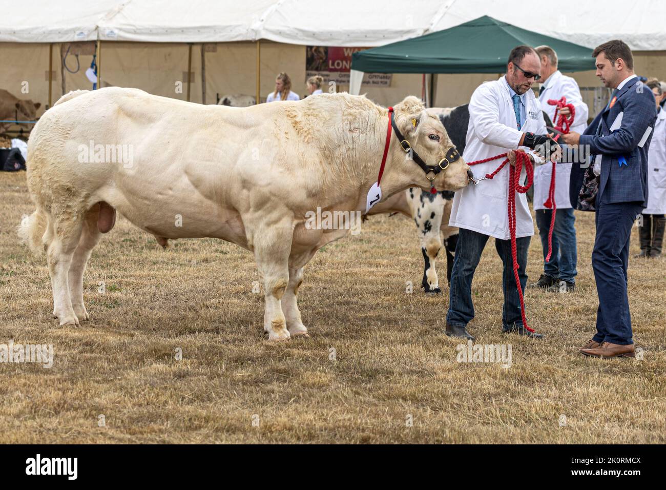British white bull, competition, Dorset County Show 2022, Dorset, UK ...