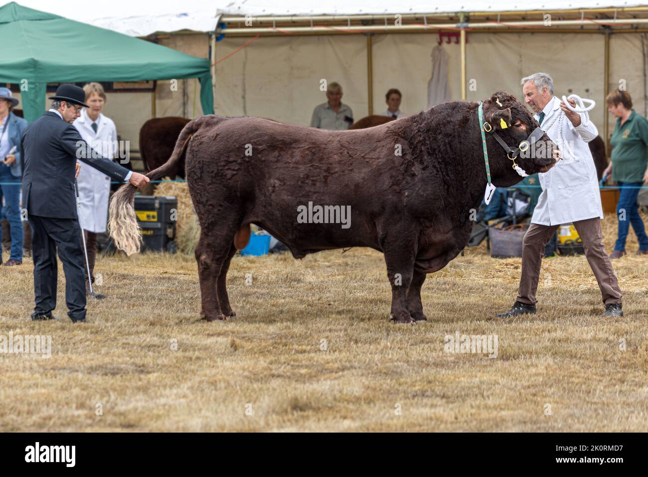 South Devon bull, competition, Dorset County Show 2022, Dorset,UK Stock ...