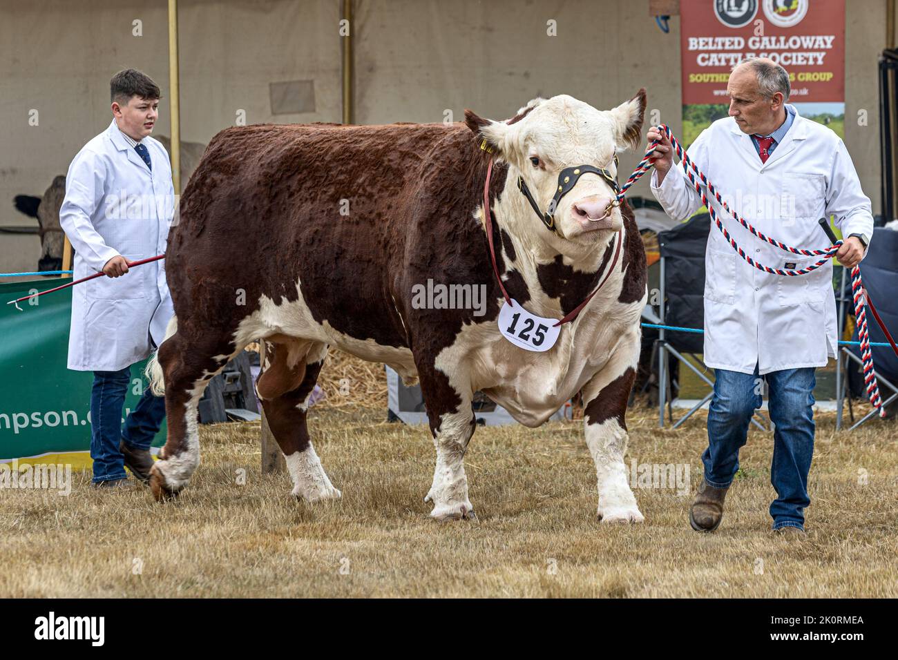Polled Hereford Bull, competition, Dorset County Show 2022, Dorset, UK ...