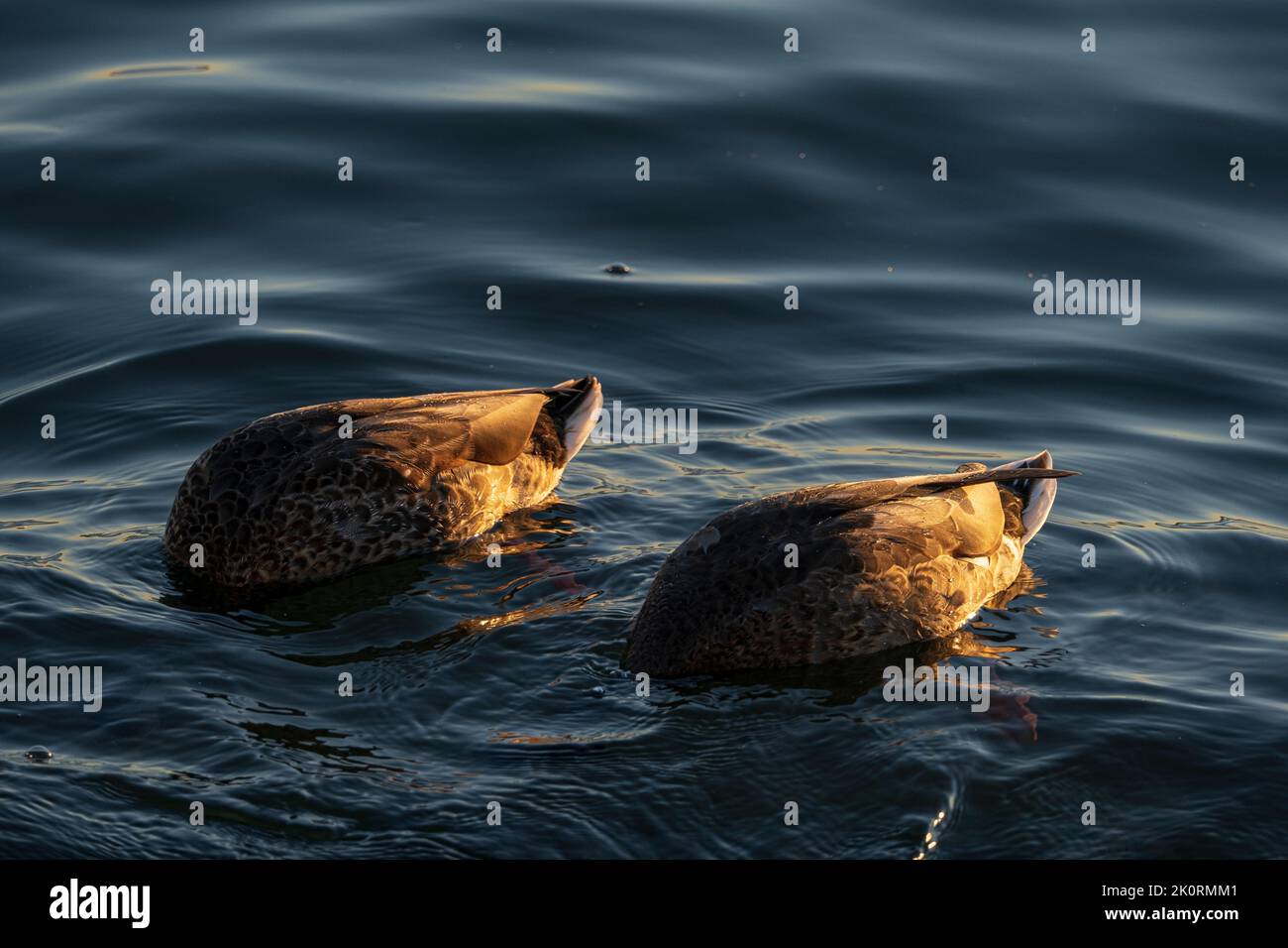 Two ducks heads in water hi-res stock photography and images - Alamy