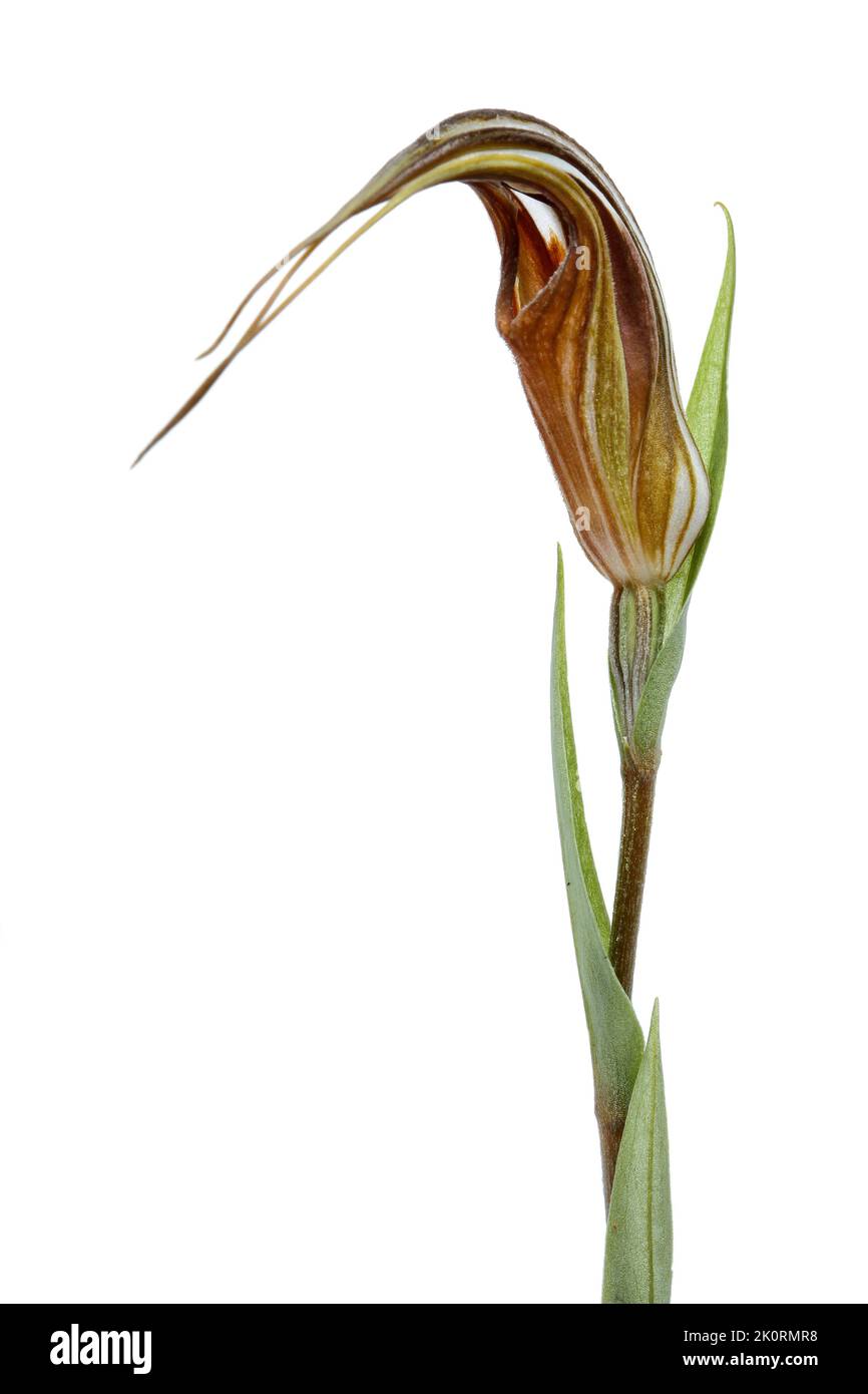 Veins of plants Cut Out Stock Images & Pictures - Alamy