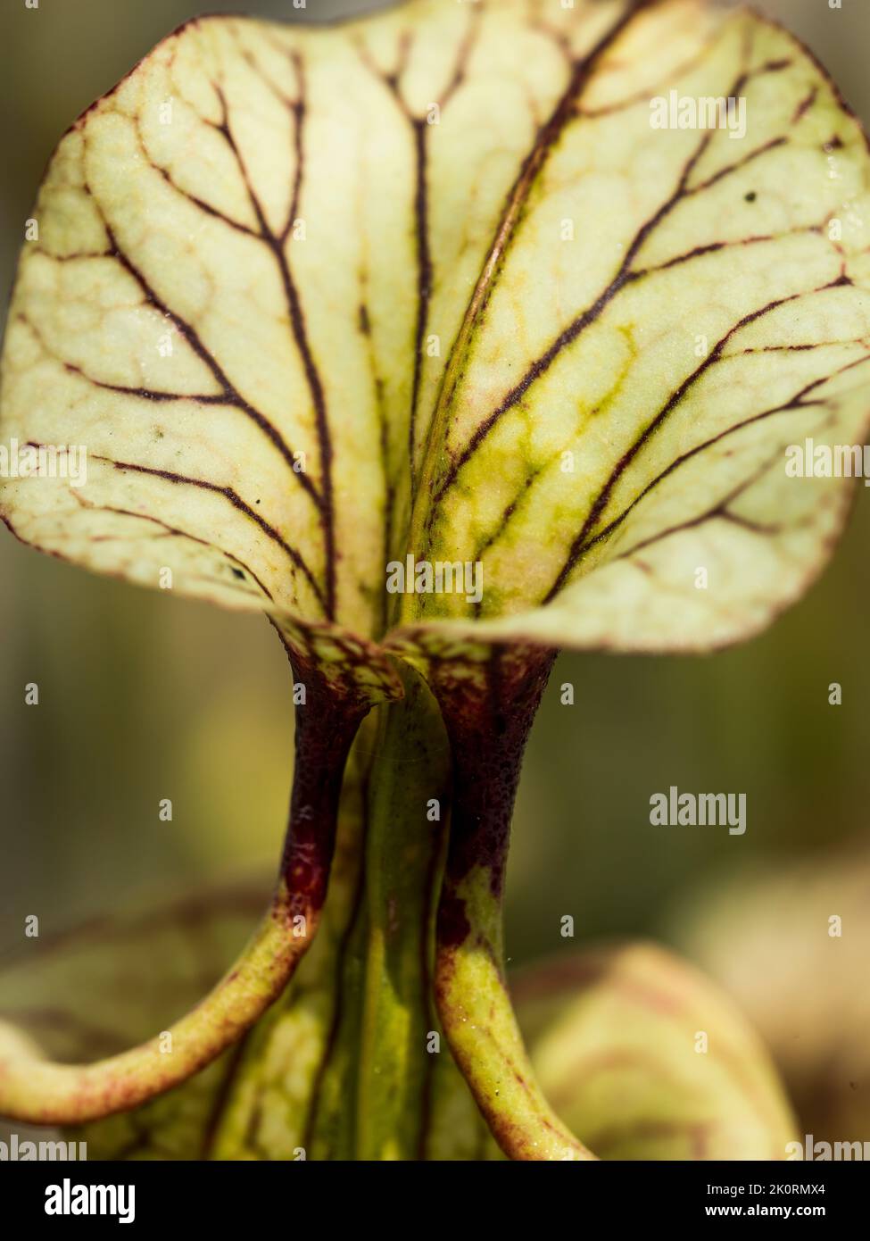 Close up carnivorous pitcher hi-res stock photography and images - Alamy