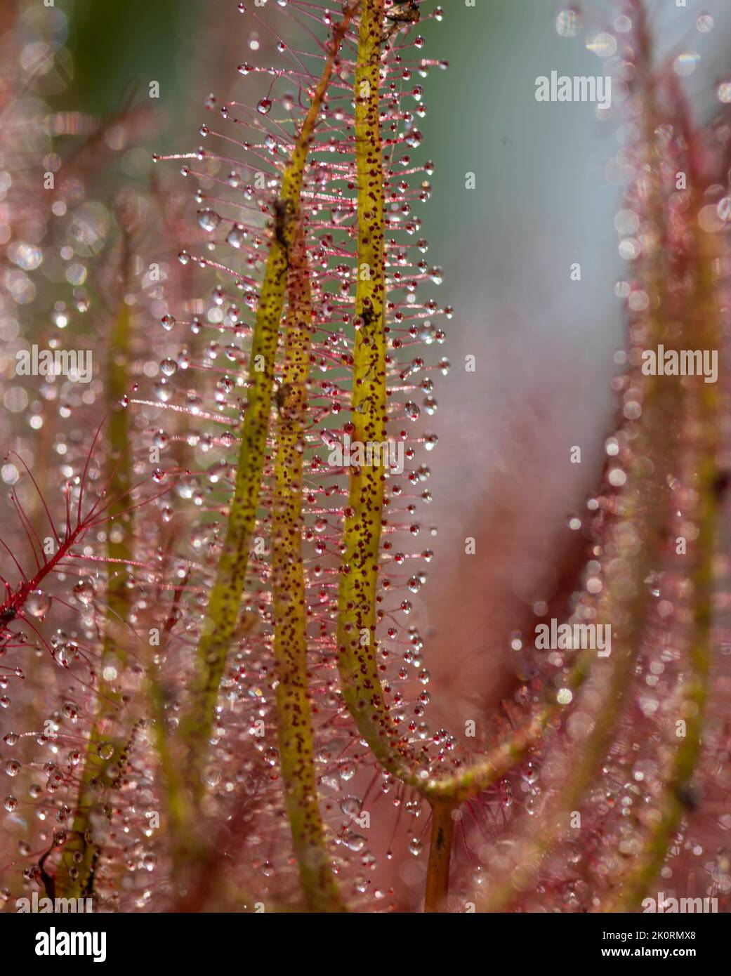 Carnivorous plants up close Stock Photo - Alamy