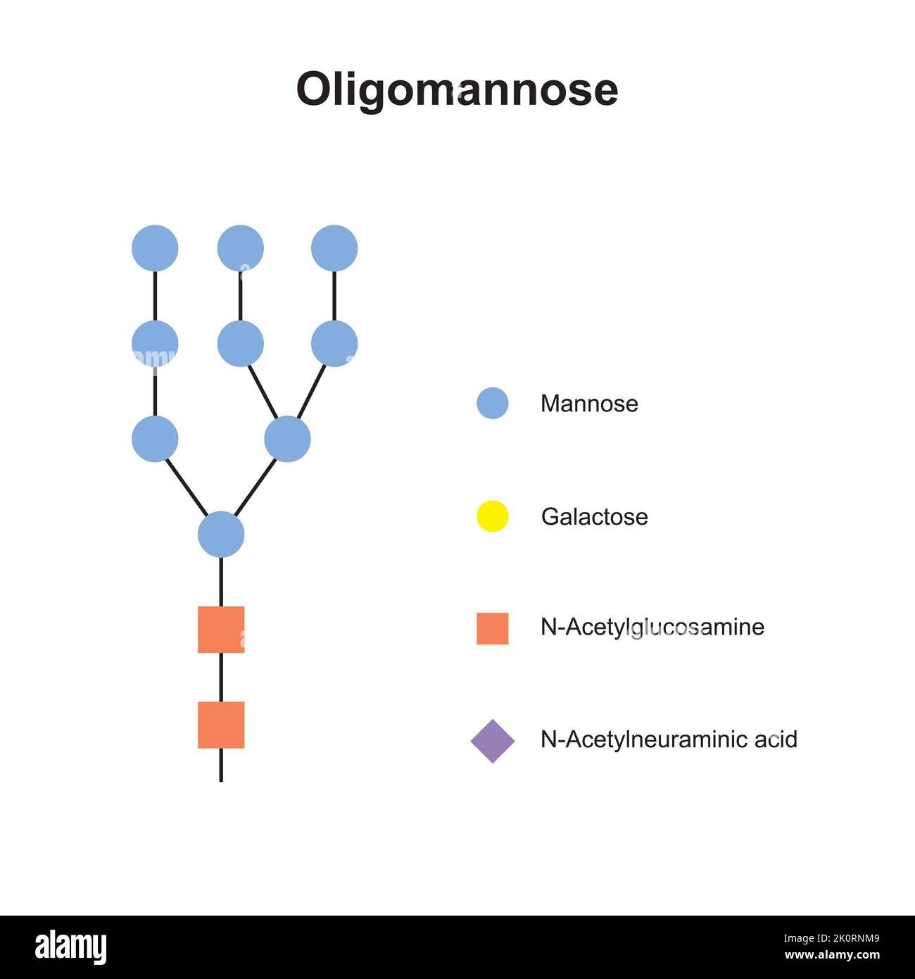 Scientific Designing of Oligomannose N-glycan. Colorful Symbols. Vector ...