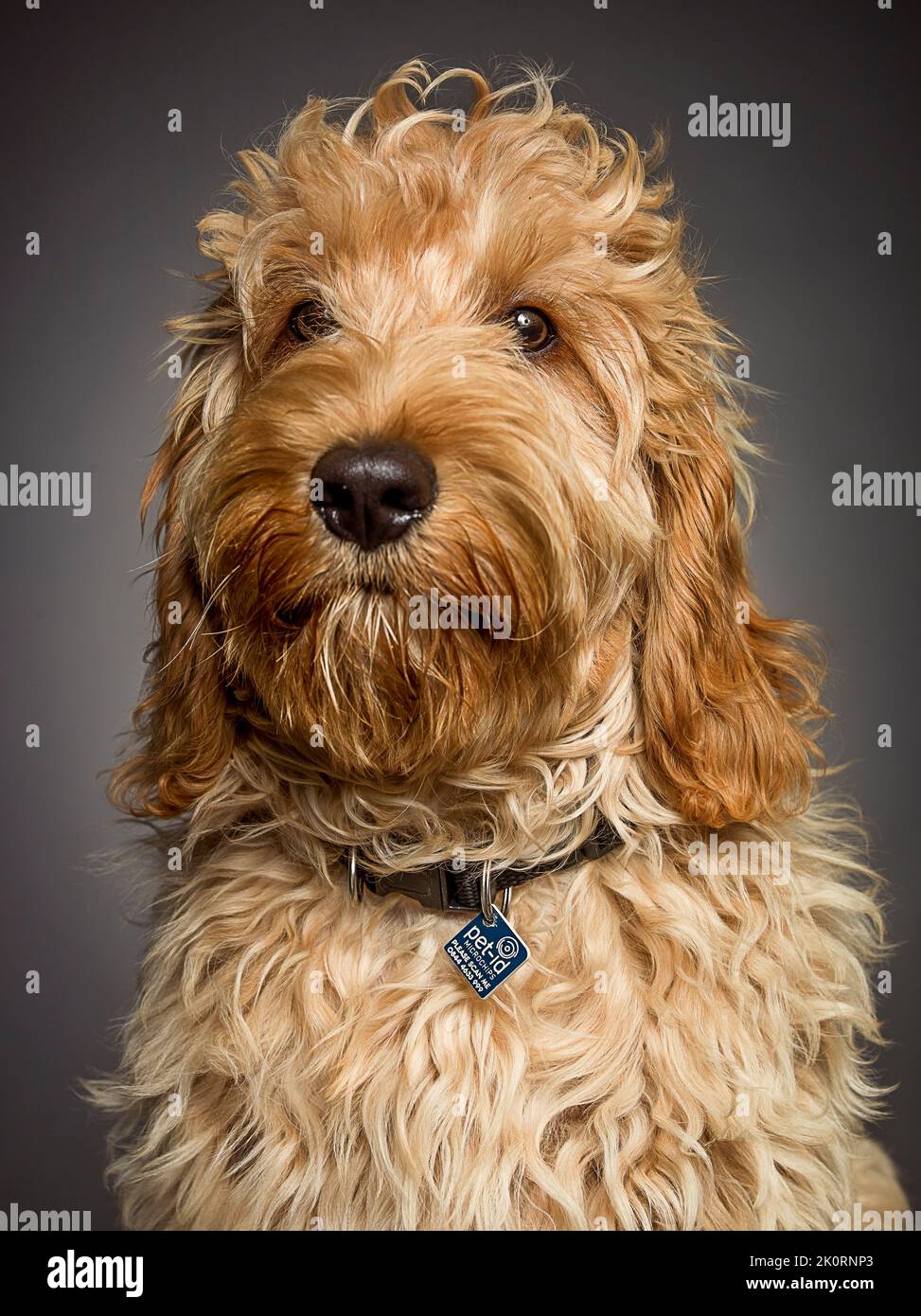 Charlie the cockapoo dog. Studio portrait of a family pet dog. 1 year ...
