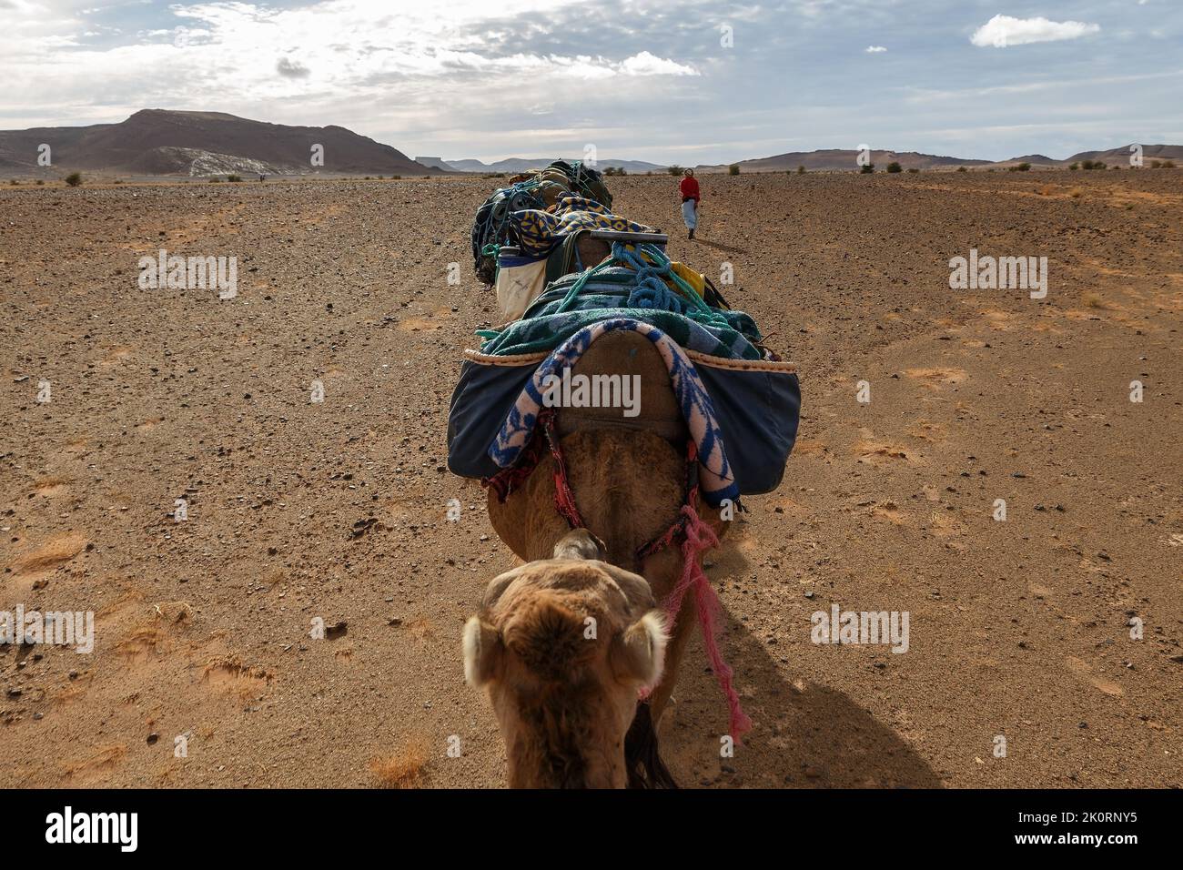 Camel caravan in the Sahara desert. View from camel back. Camel riding ...