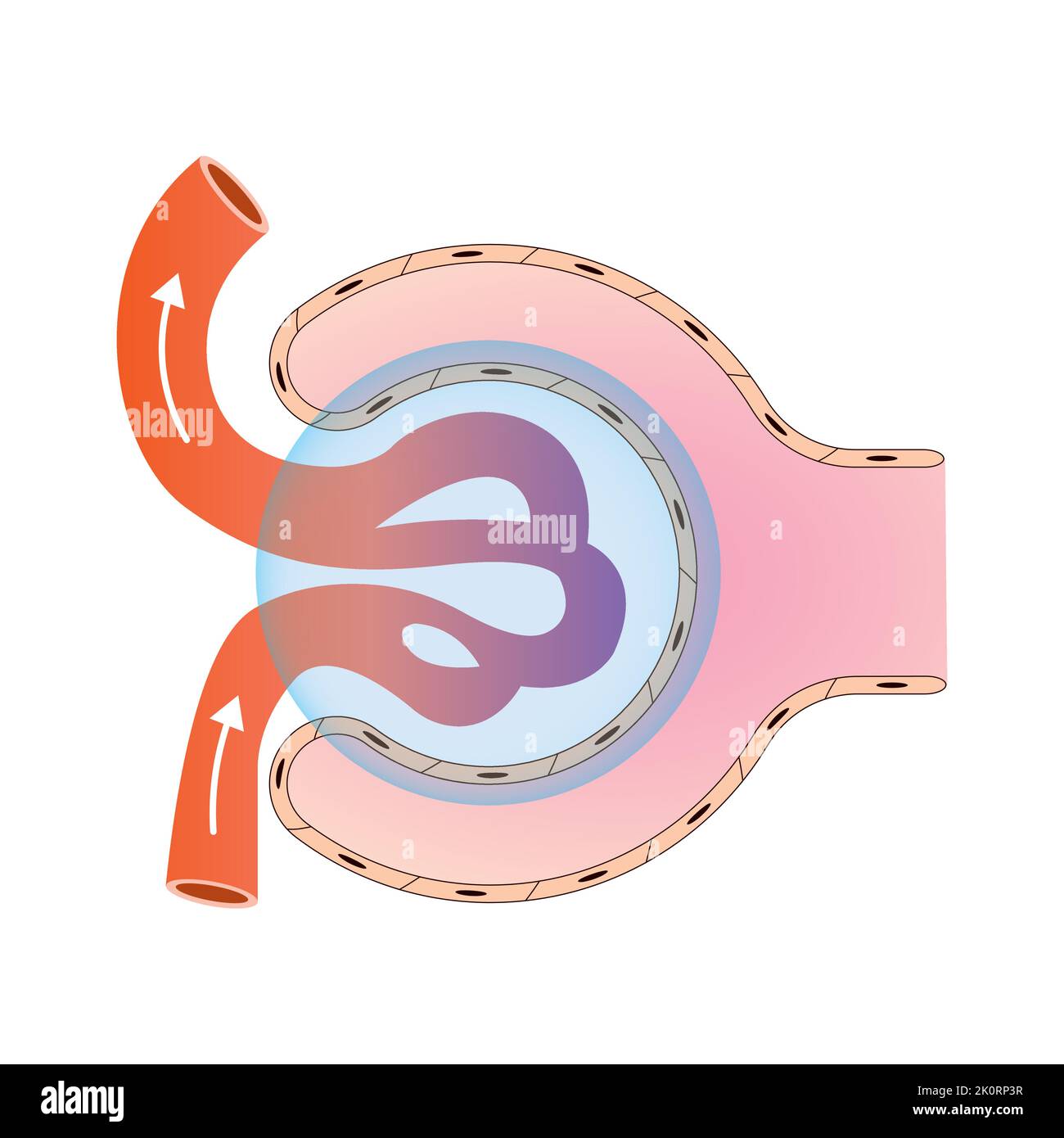 Scientific Designing of Bowman's Capsule Structure. Colorful Symbols ...